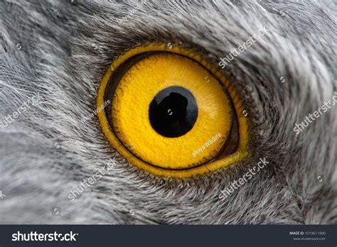 老鷹眼睛 的圖片、庫存照片和向量圖 Shutterstock