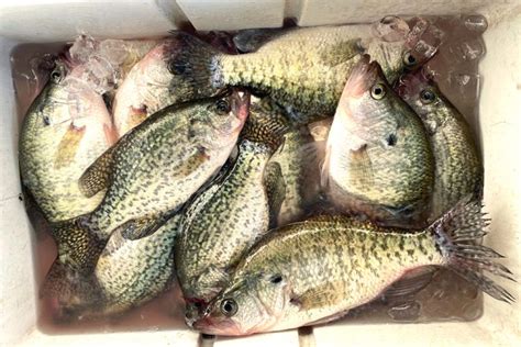 Warm Up With Winter Crappie Fishing Tips Crappienow