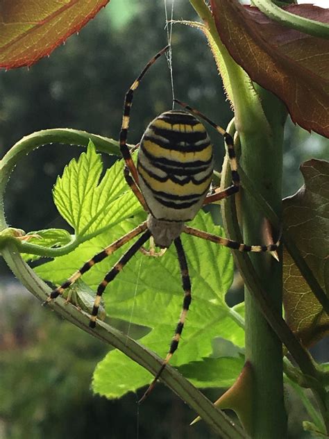 Blog Of Former Mysql Entomologist Fun With Bugs 71 On Some