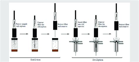 A Schematic Diagram Of Faecal Voc Extraction And Analysis Using Spme