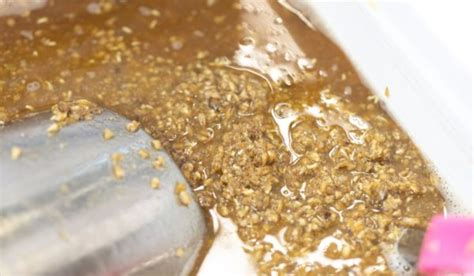 Does Yeast Multiply During Fermentation