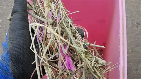 🌈비 오는 날 습기 머금은 건초 살리는 방 네이버 Tv