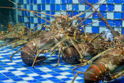 小花龙图片素材 小花龙设计素材 小花龙摄影作品 小花龙源文件下载 小花龙图片素材下载 小花龙背景素材 小花龙模板下载 搜索中心
