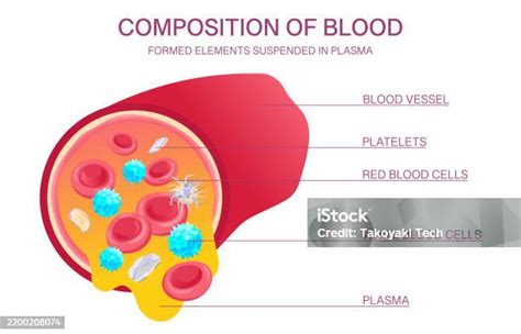 혈액 조성 다이어그램 레이블이 있는 혈액 성분 그림 적혈구와 백혈구 혈소판 혈장 및 혈관 구조의 의료 벡터 그림 0명에 대한 스톡 벡터 아트 및 기타 이미지 Istock