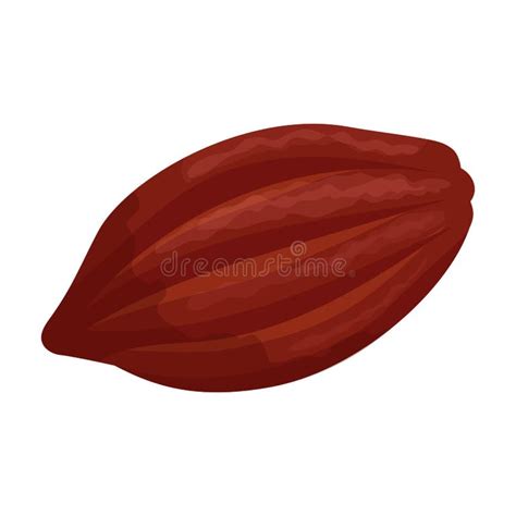 Grano De Cacao Aislado Dibujos Animados Icono Vector Ilustración Fruta De Chocolate Sobre Fondo