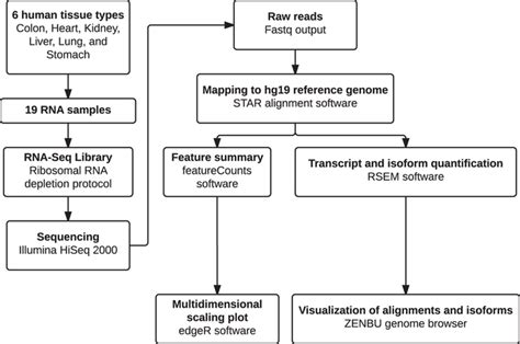 Flow Chart Of The Rna Seq Experiment And Data Analysis Download
