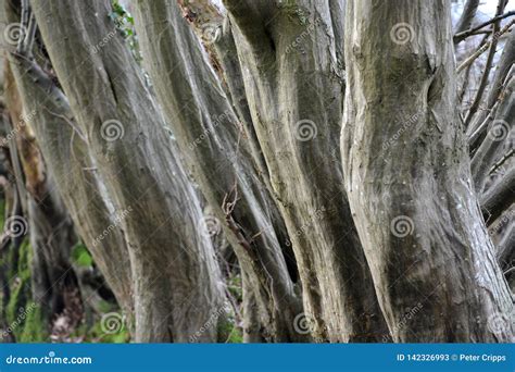 Trees Stock Image Image Of Forest Treetrunks Wood 142326993