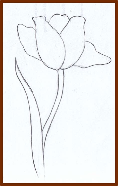 Weekly Doodles And Tuts How To Draw A Tulip Method