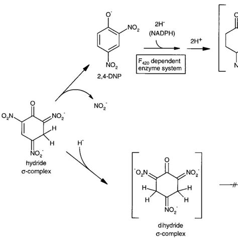 Proposed Steps In Initial Degradation Of Nitroaromatic Compounds Download Scientific Diagram