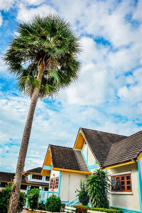 Palm Tree In House Vastu Tips You Must Follow