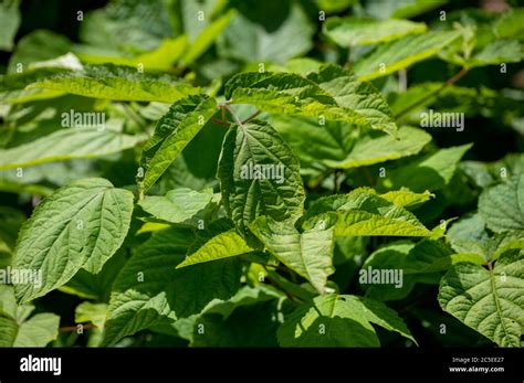 Botanical Collection Of Medicinal Plants And Herbs Eleutherococcus
