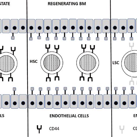 The HSC Niche Under Normal Conditions HSCs Reside Near The Bone