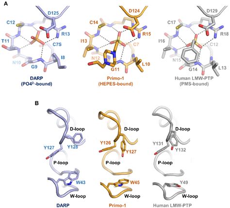 Catalytic Loop Arrangement Of Darp And Primo 1 A Catalytic Loop Download Scientific Diagram