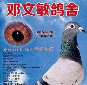 鸽神邓文敏 文敏超级种鸽图片 文敏铭鸽库 大山谷图库
