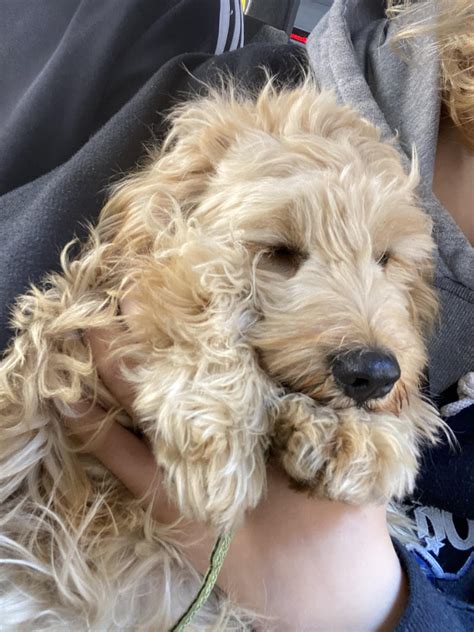 Meet Bobby A To Be 2 Year Old Cavapoo 1day 2yrs R Cavapoo