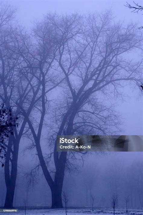 1월의 흐린 날 안개가 자욱한 관점에서 낙엽을 가진 나무의 실루엣 0명에 대한 스톡 사진 및 기타 이미지 0명 겨울 계절 Istock