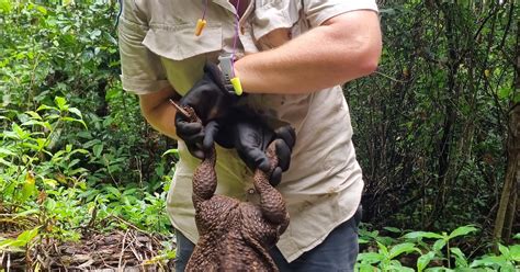 Australian Park Rangers Say Toadzilla Could Be Worlds Biggest Toad Reuters