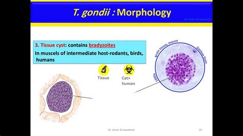 Toxoplasma Gondii Morphology