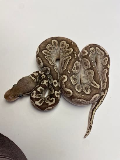 Spotnose Bamboo Adder Ball Python By Wicked Oak Pythons