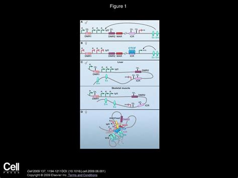 ctcf master weaver of the genome ppt download