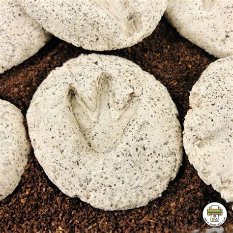 Make Your Own Fossils Pre K Printable Fun