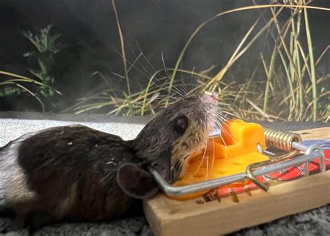 Killed A Mouse Rartpics
