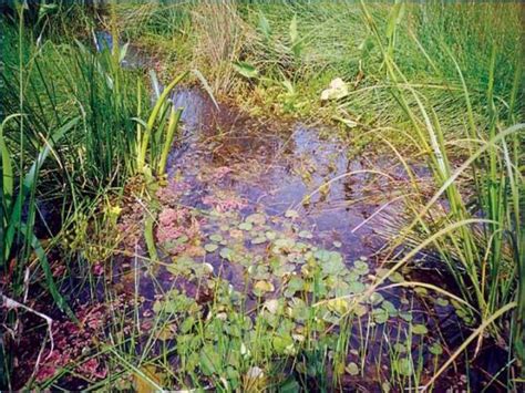 PPT Geological Time PowerPoint Presentation Free Download ID