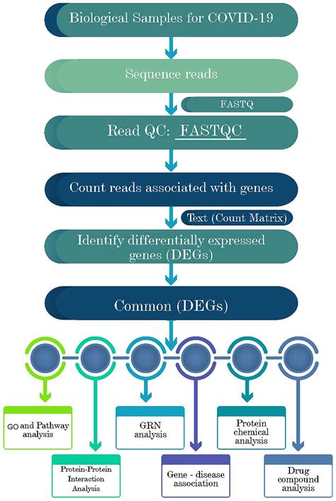Frontiers Differential Gene Expression Profiling Reveals Potential