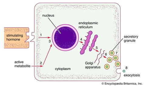 Human Endocrine System Description Function Glands And Hormones