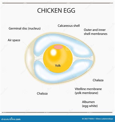 Illustration Of The Internal Structure Of A Bird Egg Stock Vector