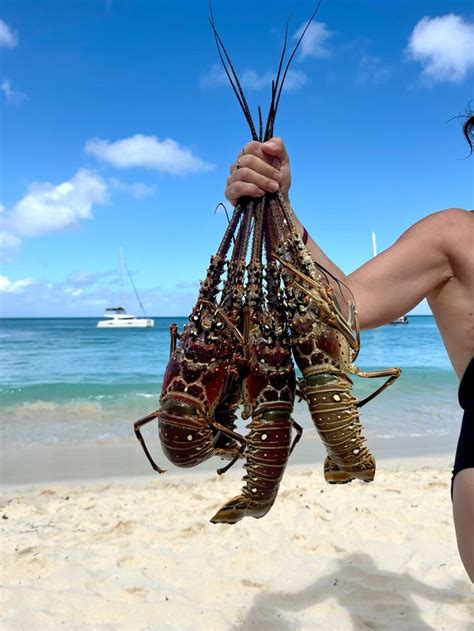 Langoustes Marie Galante Guadeloupe Guadeloupe Guadeloupéenne