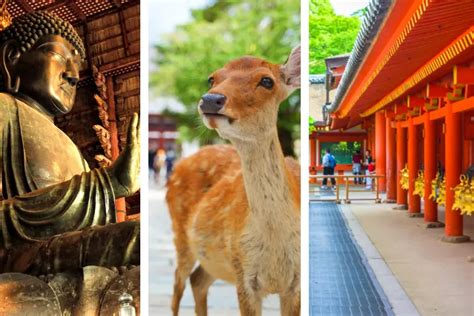Discover Nara In A Day 5 Amazing Tour Plans For Every Type Of Traveler