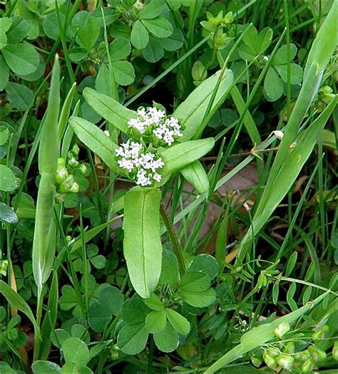 2ミリほどの小さな花ですノヂシャ 楽餓鬼