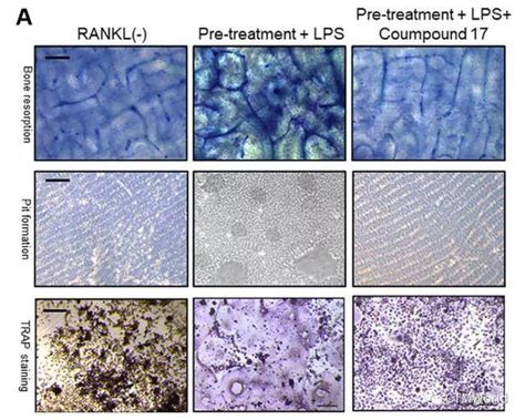 某小分子调节pten的活性而抑制破骨细胞生成防止炎性骨溶解 化合物