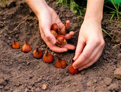 4 Of The Best Bulbs For Fall Planting