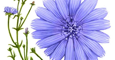 chicory a webassembly interpreter written purely in java with zero