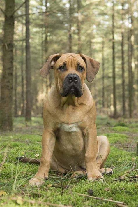 African Boerboel Temperament Inexperiened Owners Beware