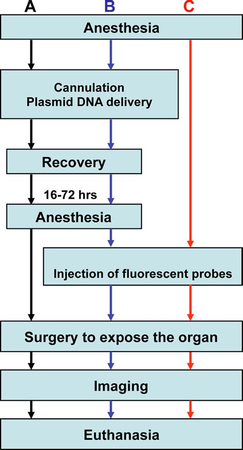 Flowchart Of Common Experimental Procedures For Intravital Microscopy