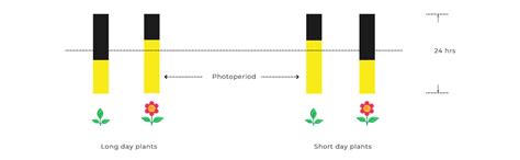 Understanding The Role Of Photoperiod In Plant Growth Atop Lighting