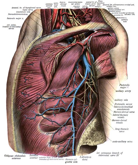 Antecubital Region