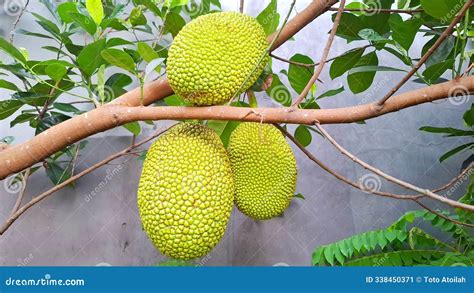 Mini Jackfruit Is One Of The Superior Types Of Jackfruit That Has Been