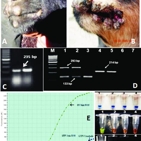 Pdf Contagious Ecthyma Of Sheep And Goats A Comprehensive Review On Epidemiology Immunity