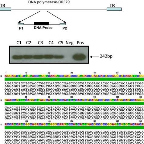 dna sequence alignments of nested pcr products amplified with primers