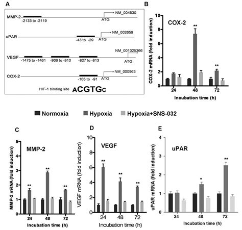 A Hif 1· Binding Sites With Consensus Core Sequence Acgtgc In The A Hif 1· Binding Sites With Consensus Core Sequence Acgtgc In The