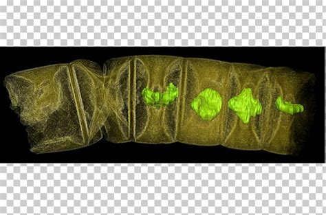 Fossil Multicellular Organism Plant Algae Science PNG Clipart Algae Cell Discovery Food