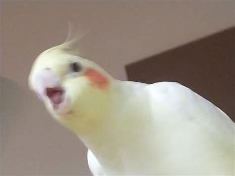 Shes In A Perpetual State Of Anger Rcockatiel