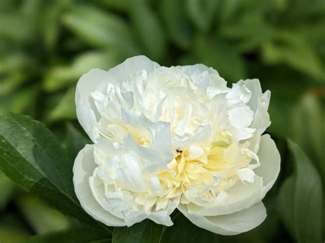 Пион Duchesse de Nemours🌷 - купить корневища и саженцы в горшках в ...