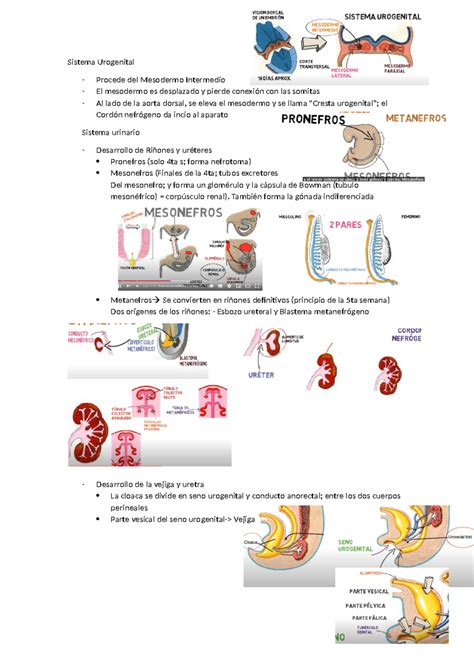 Sistema Urogenital Embrio Sistema Urogenital Procede Del Mesodermo Intermedio El