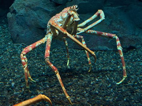 Japanese Spider Crab The Giant Of The Ocean Floor Ocean Info