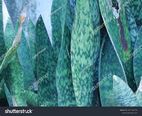 Lidah Mertua Plants Indonesia Stock Photo Shutterstock
